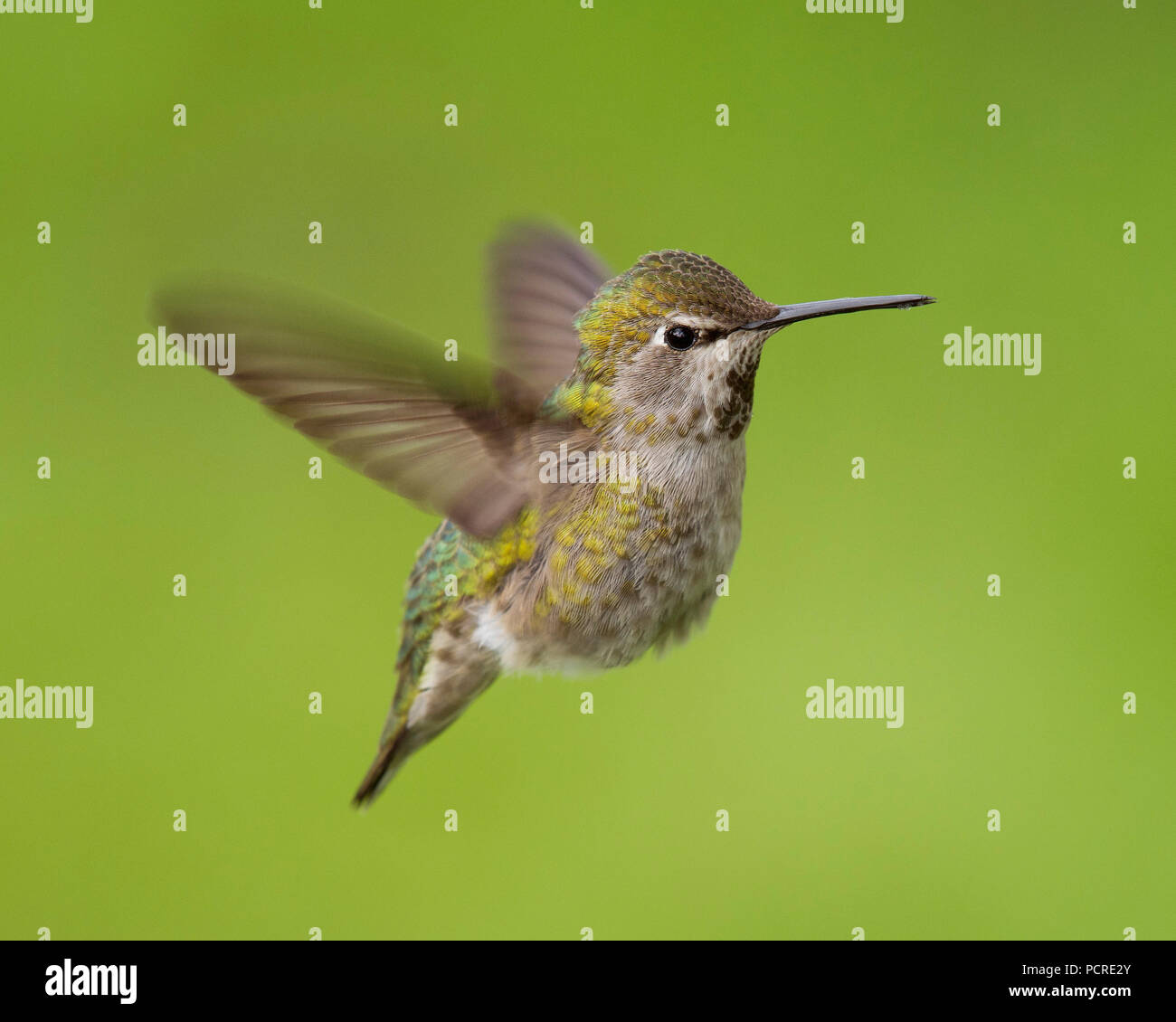 female Anna's Hummingbird (Calypte anna), Sacramento County California ...