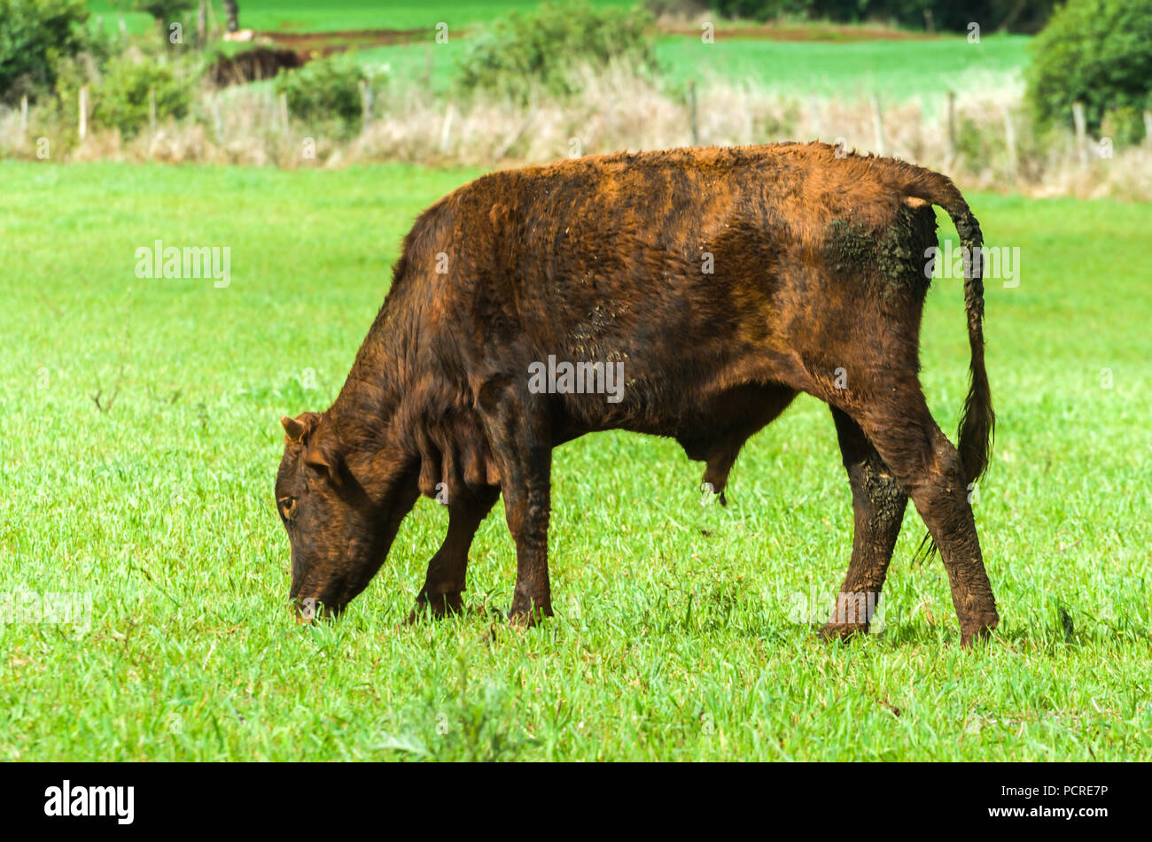 beef cattle on green field in Brazil Stock Photo - Alamy