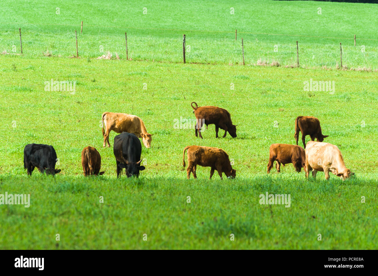 beef cattle on green field in Brazil Stock Photo - Alamy