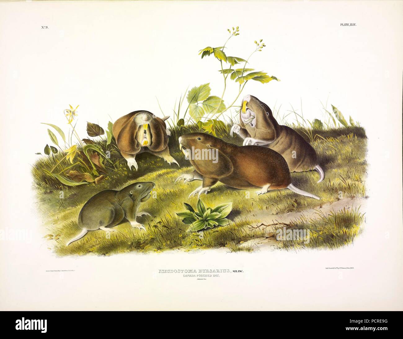 Gopher teeth hi-res stock photography and images - Alamy