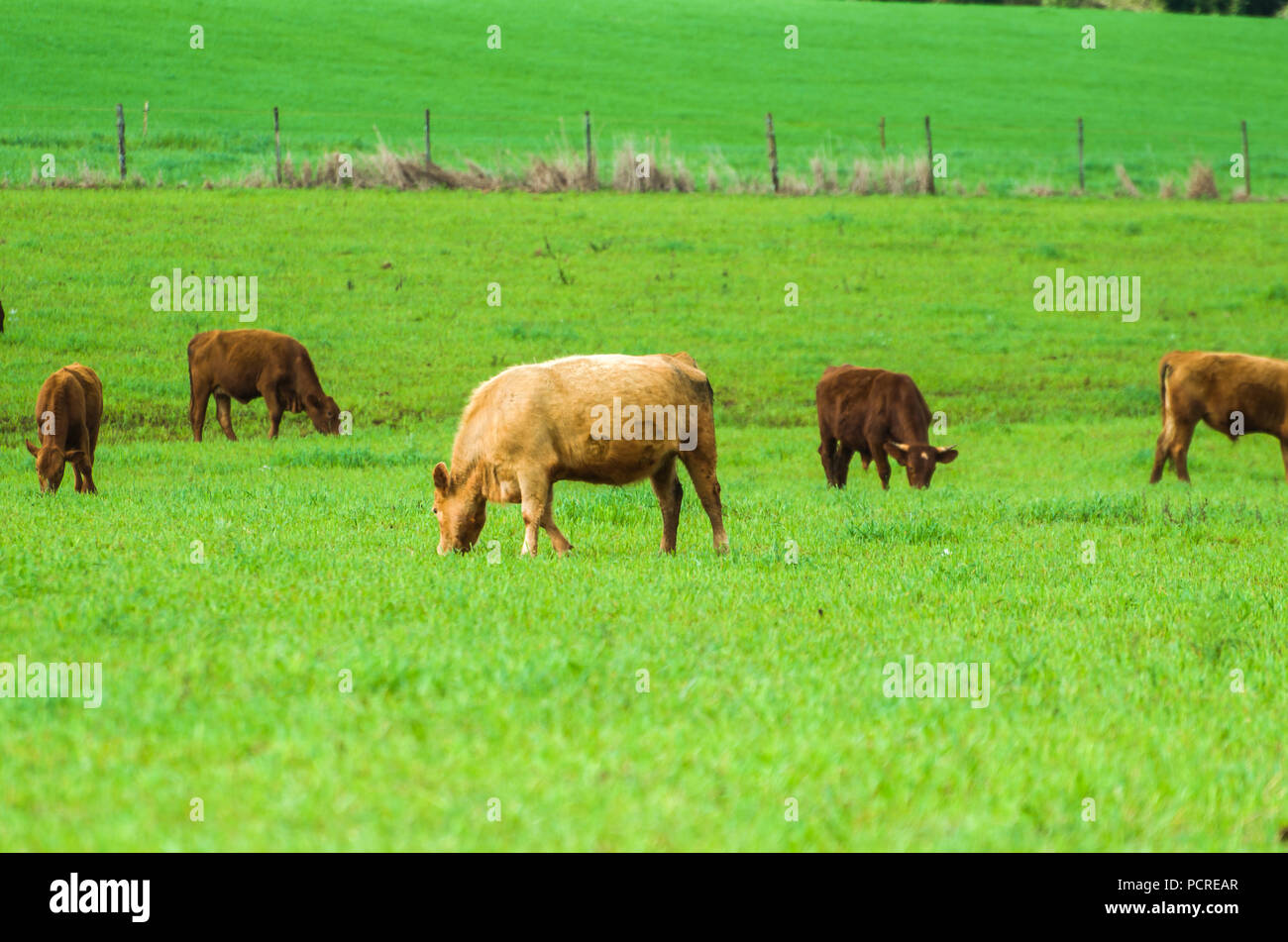 beef cattle on green field in Brazil Stock Photo - Alamy