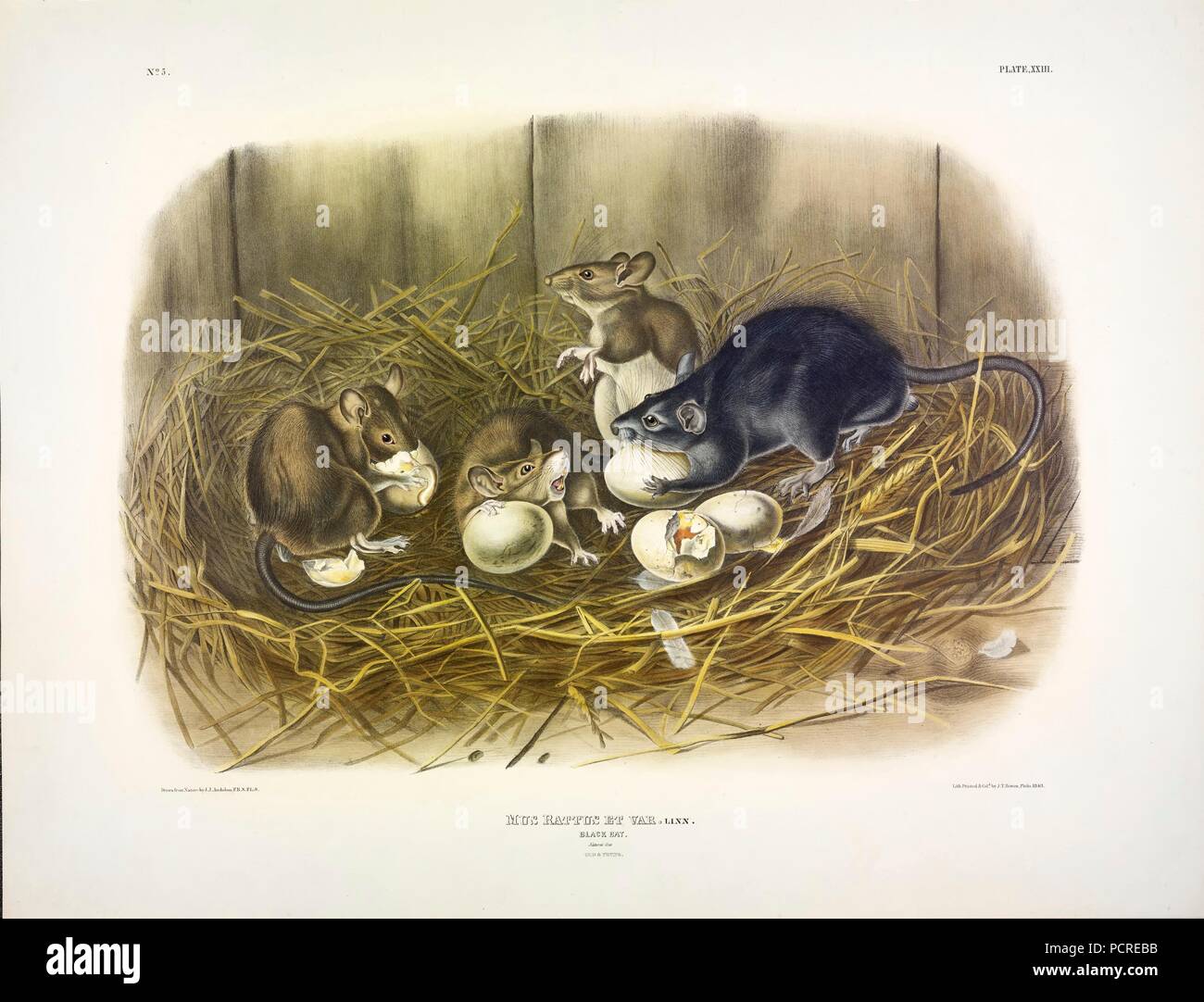 Black Rat, Mus Rattus et Var, 1845 Stock Photo - Alamy