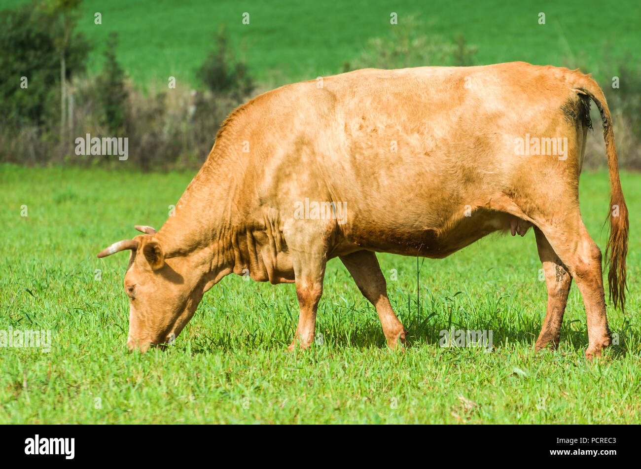 beef cattle on green field in Brazil Stock Photo - Alamy