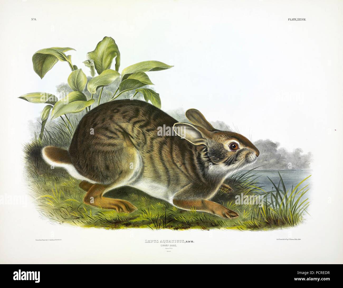 Swamp Hare, Lepus Aquaticus, 1845 Stock Photo - Alamy