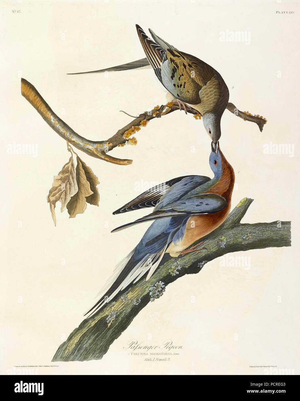 Female passenger pigeon hi-res stock photography and images - Alamy