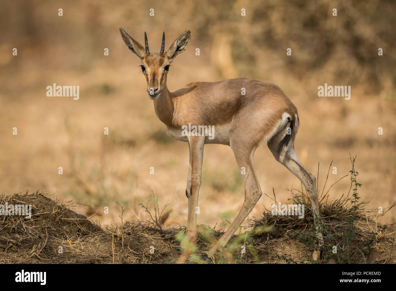 Bennetti india hi-res stock photography and images - Alamy
