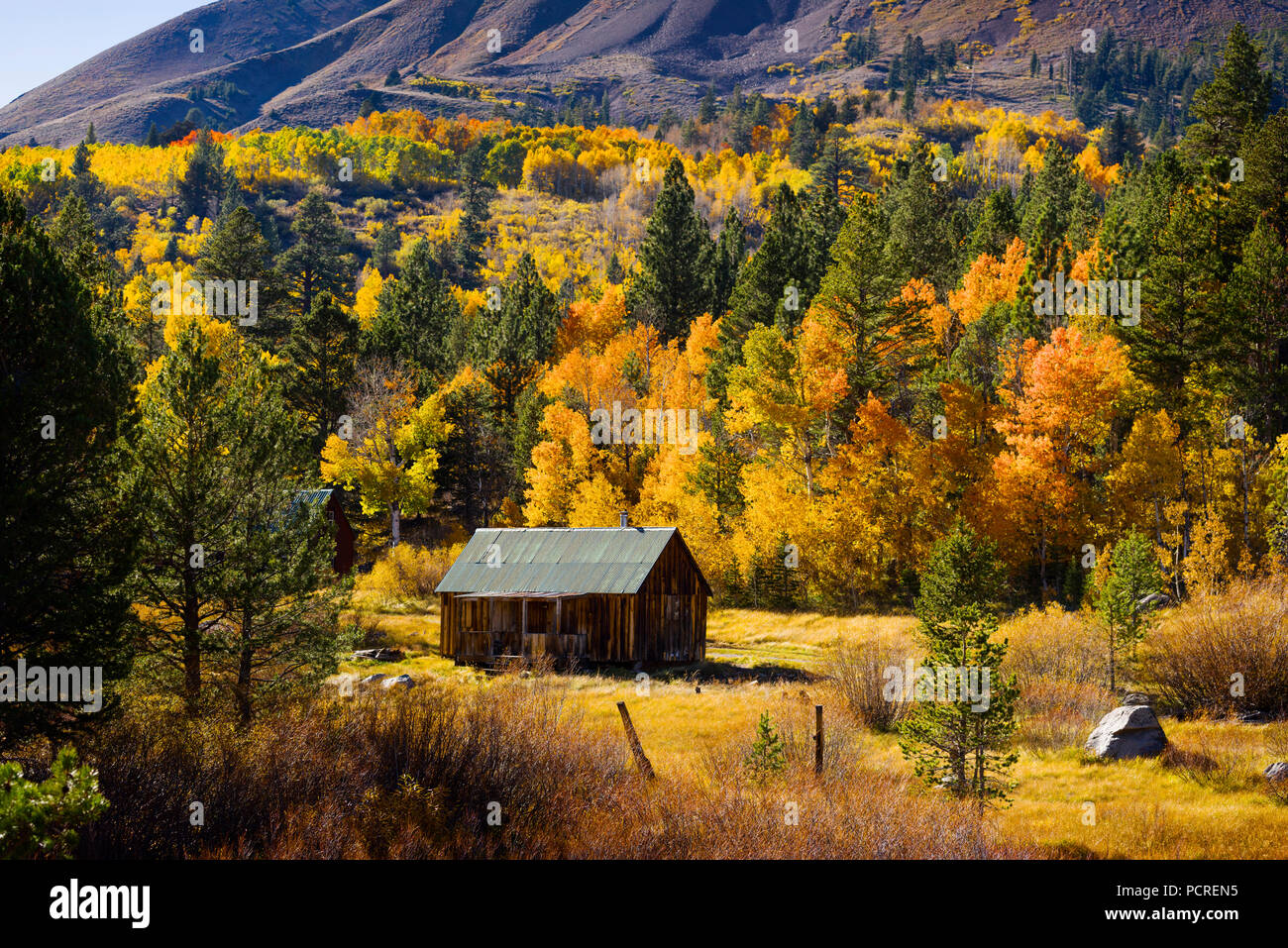 Old cabin and Fall aspens and color on Carson Pass, highway 88 ...