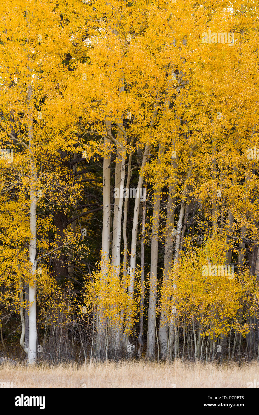 Fall aspens and color on Carson Pass, california near Red Lake in North ...