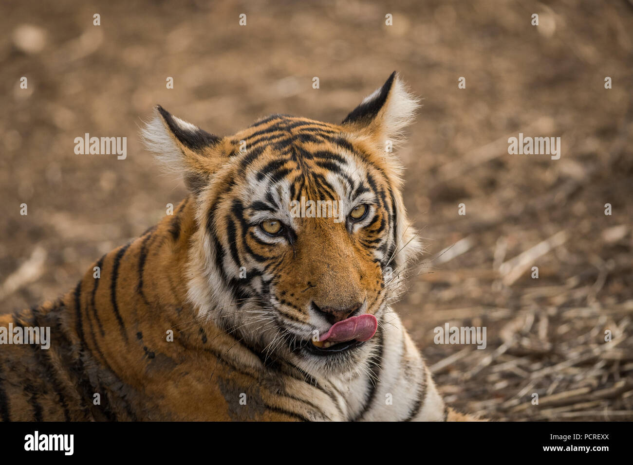 A tigress with expression Stock Photo - Alamy