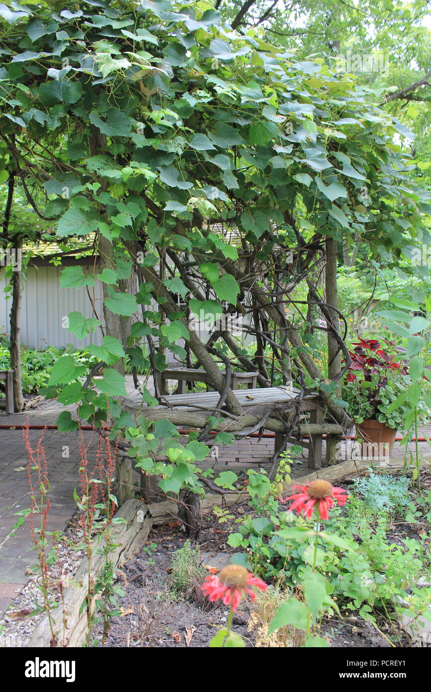 Overgrown garden in lush summer green leaves and branches Stock Photo ...