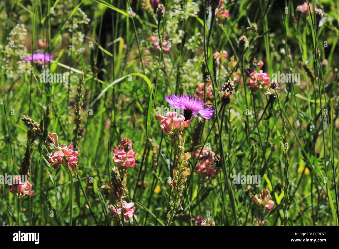 Small Flower Field Stock Photo - Alamy