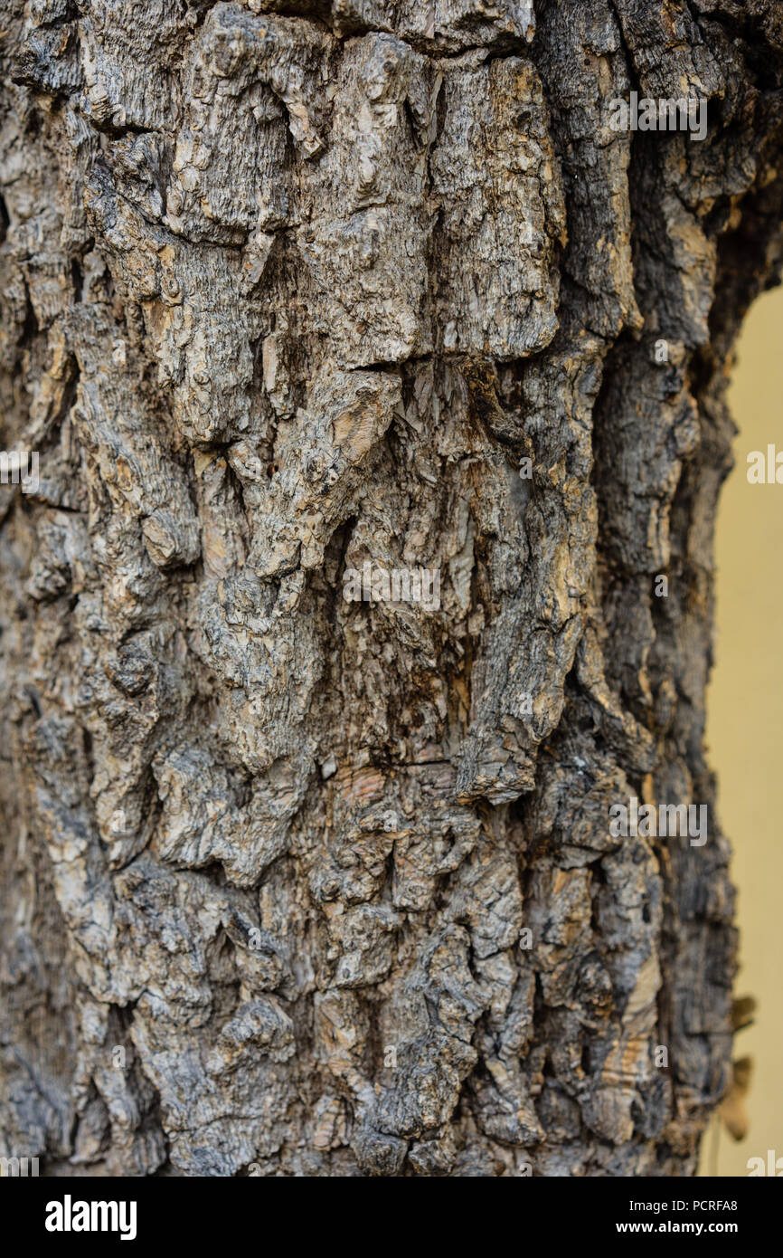 Persimmon bark hi-res stock photography and images - Alamy