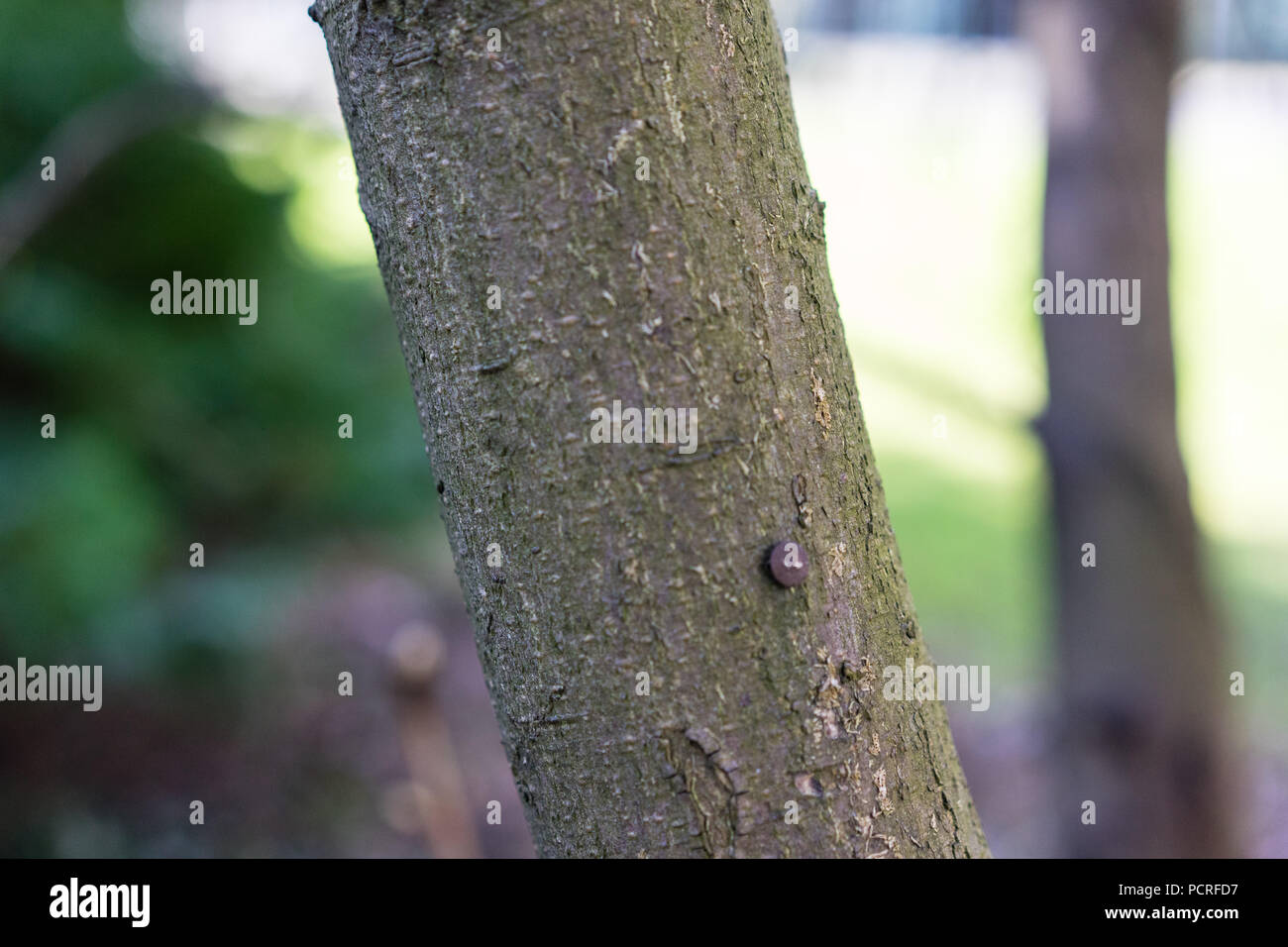 beech tree trunk closeup, fagus sylvatica from europe Stock Photo - Alamy