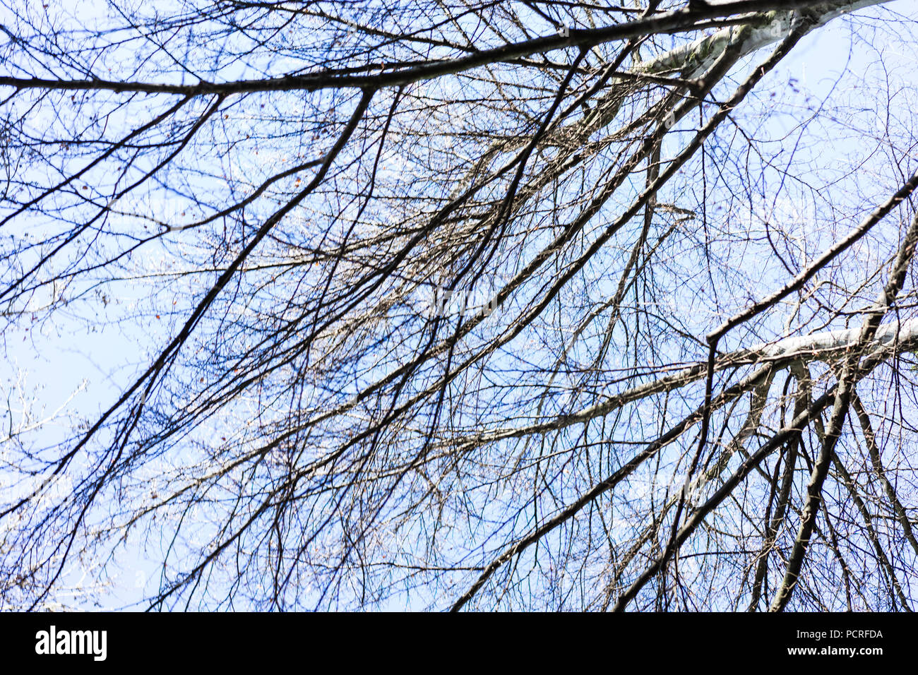 Close up on a branches of Fagus sylvatica tree, commonly called ...