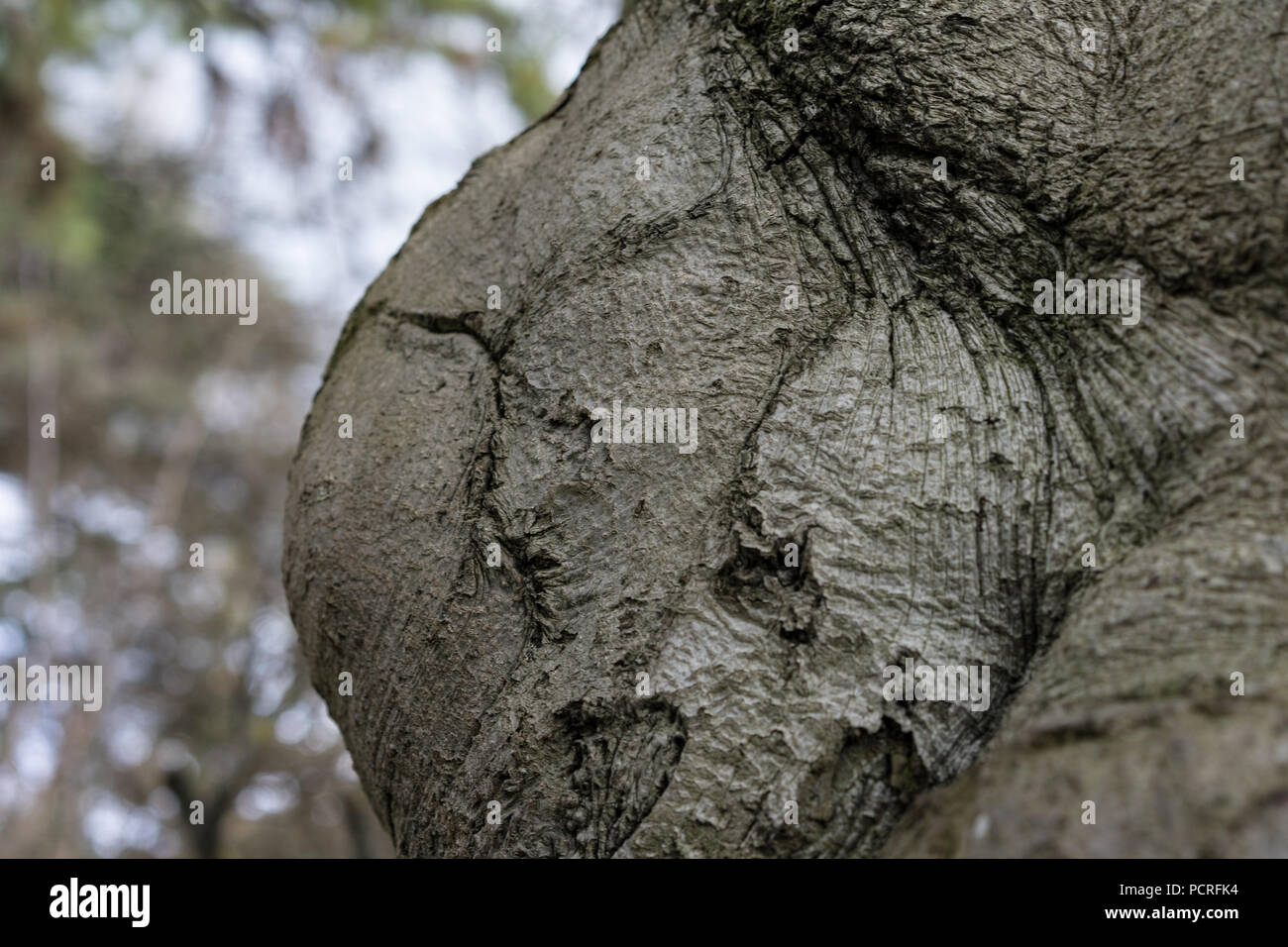 Botany fagaceae beech hi-res stock photography and images - Alamy