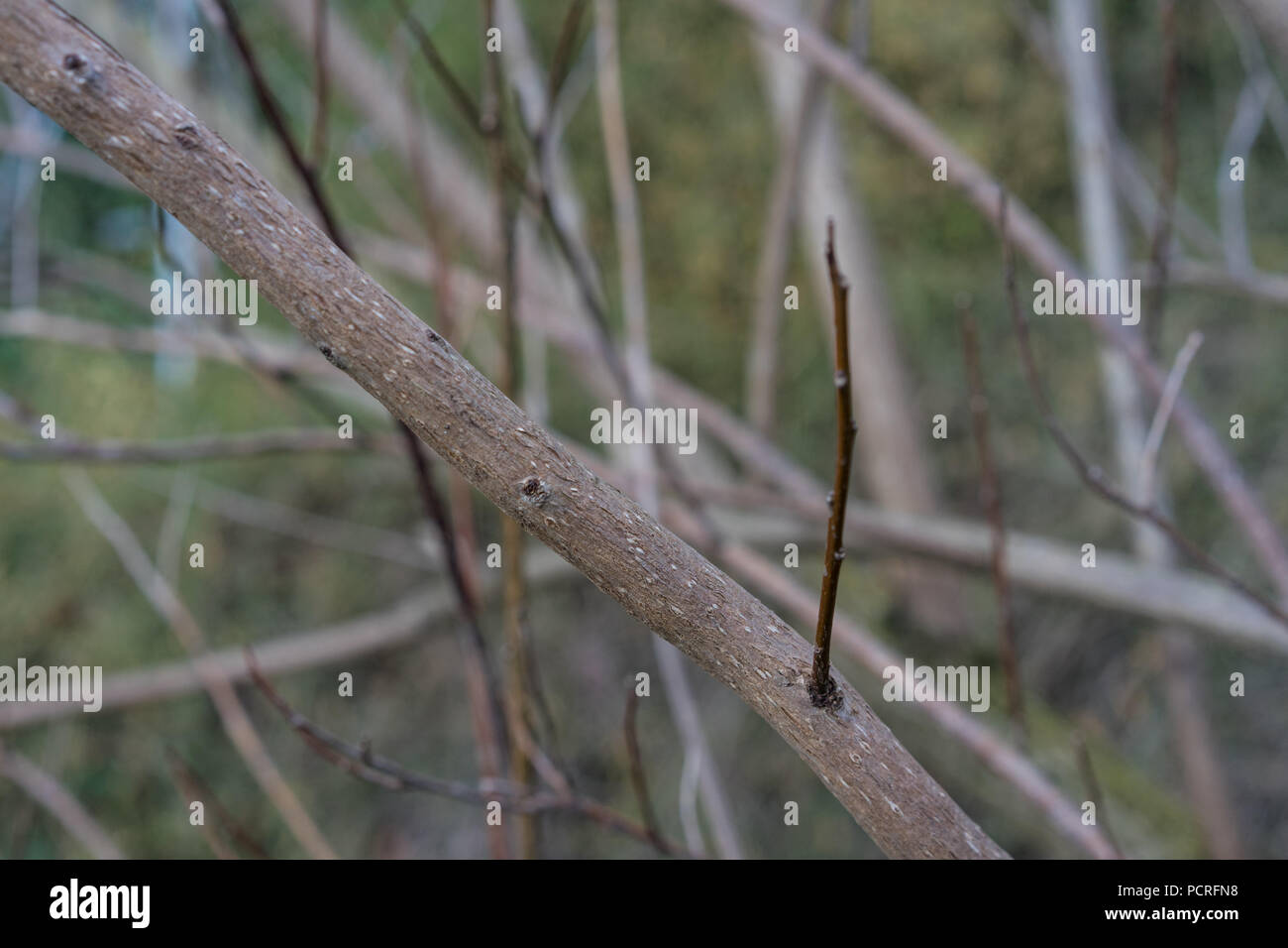 Close up set tree hi-res stock photography and images - Alamy