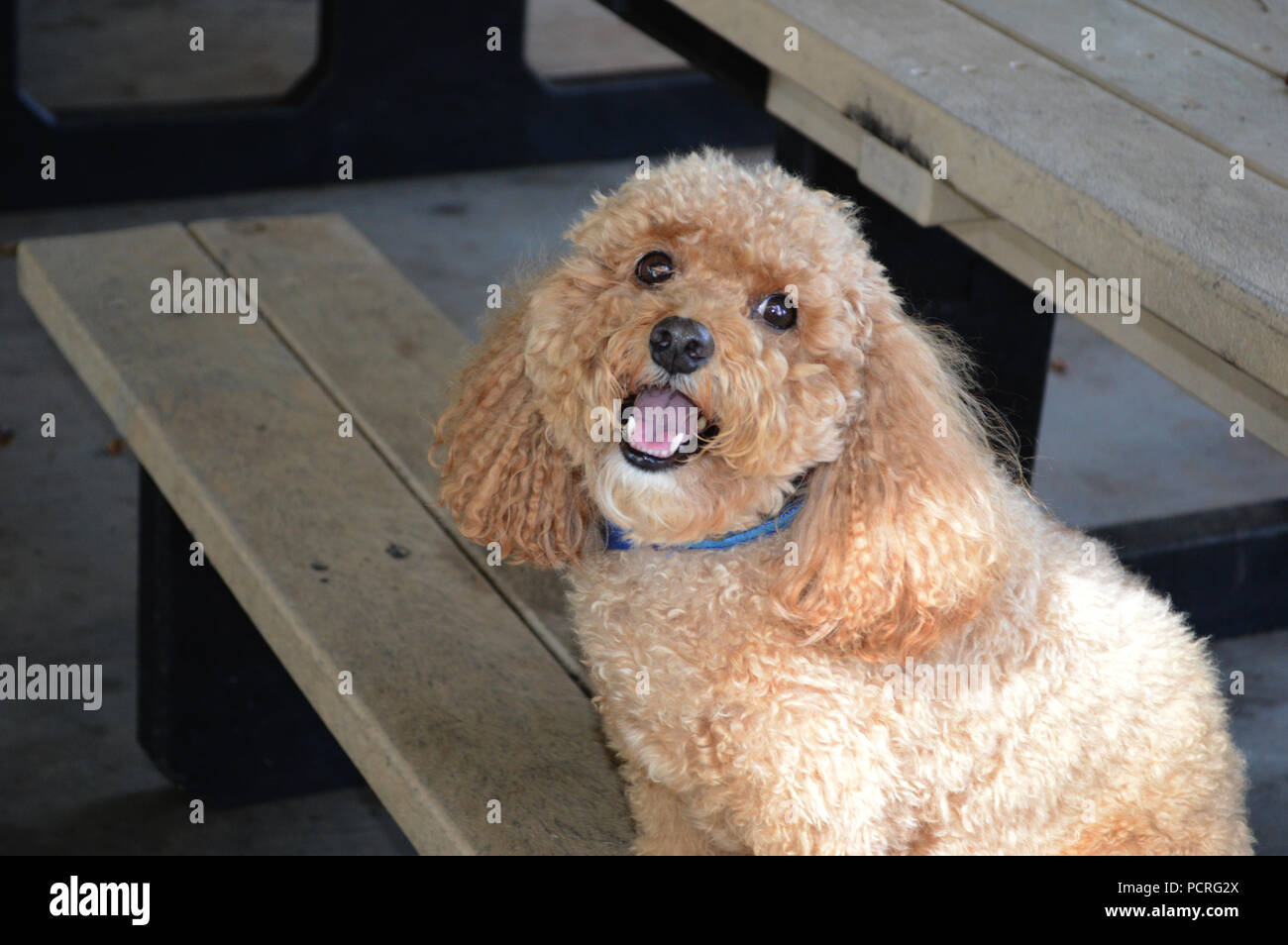 Cute Cockapoo Dog Smiles Happily at Camera For Close Up Photo While ...