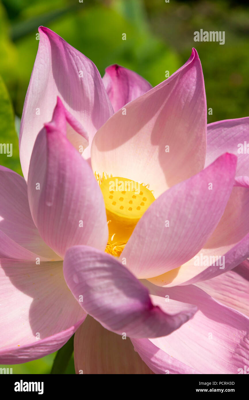 Lotus flower on a sunny day in botanical garden Stock Photo - Alamy