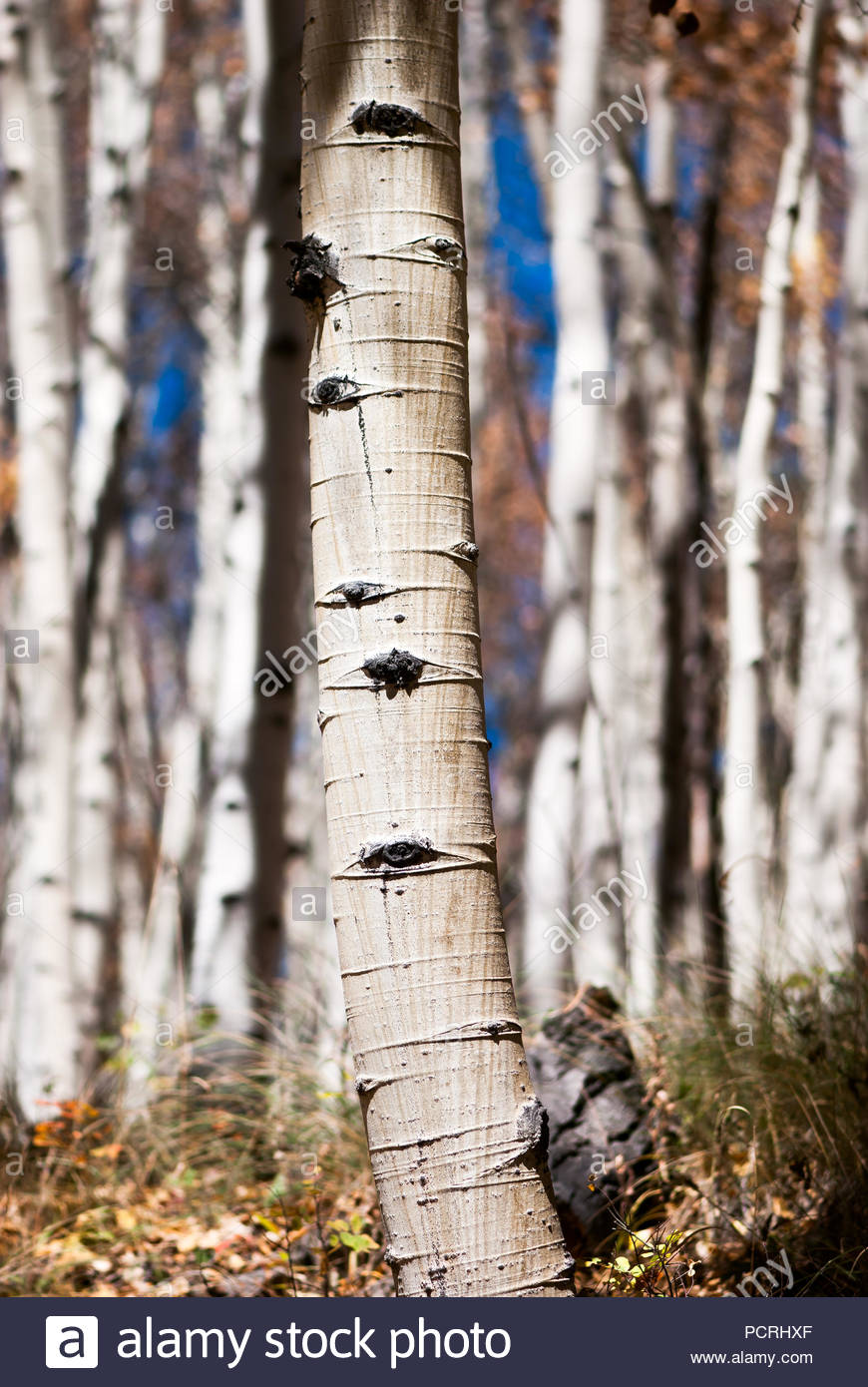 Aspen Tree Trunk Stock Photos & Aspen Tree Trunk Stock Images - Alamy