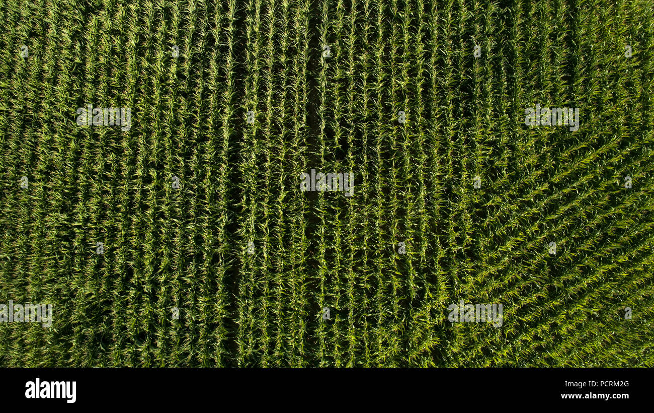Corn field texture hi-res stock photography and images - Alamy