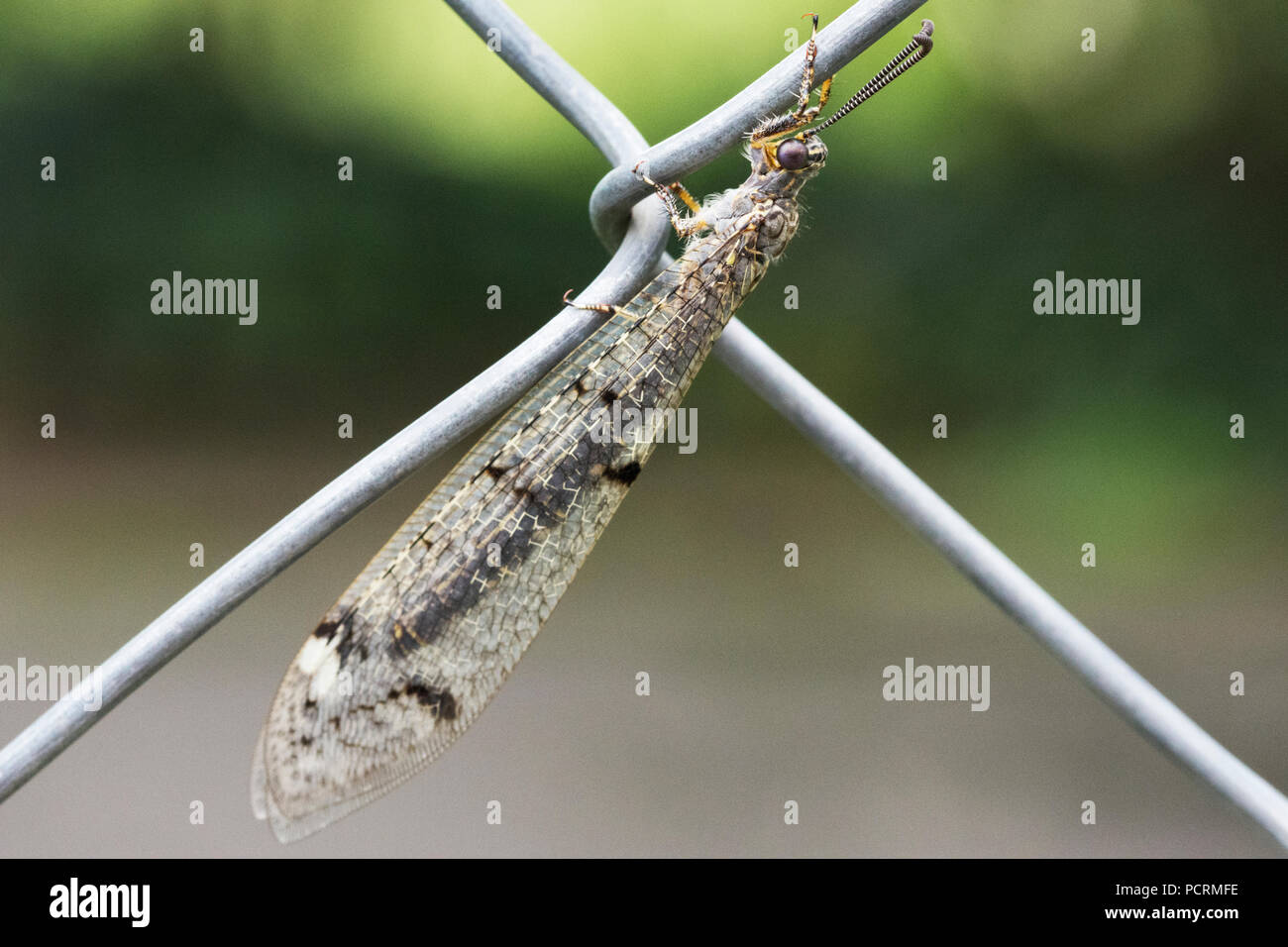Long wire antenna hi-res stock photography and images - Alamy