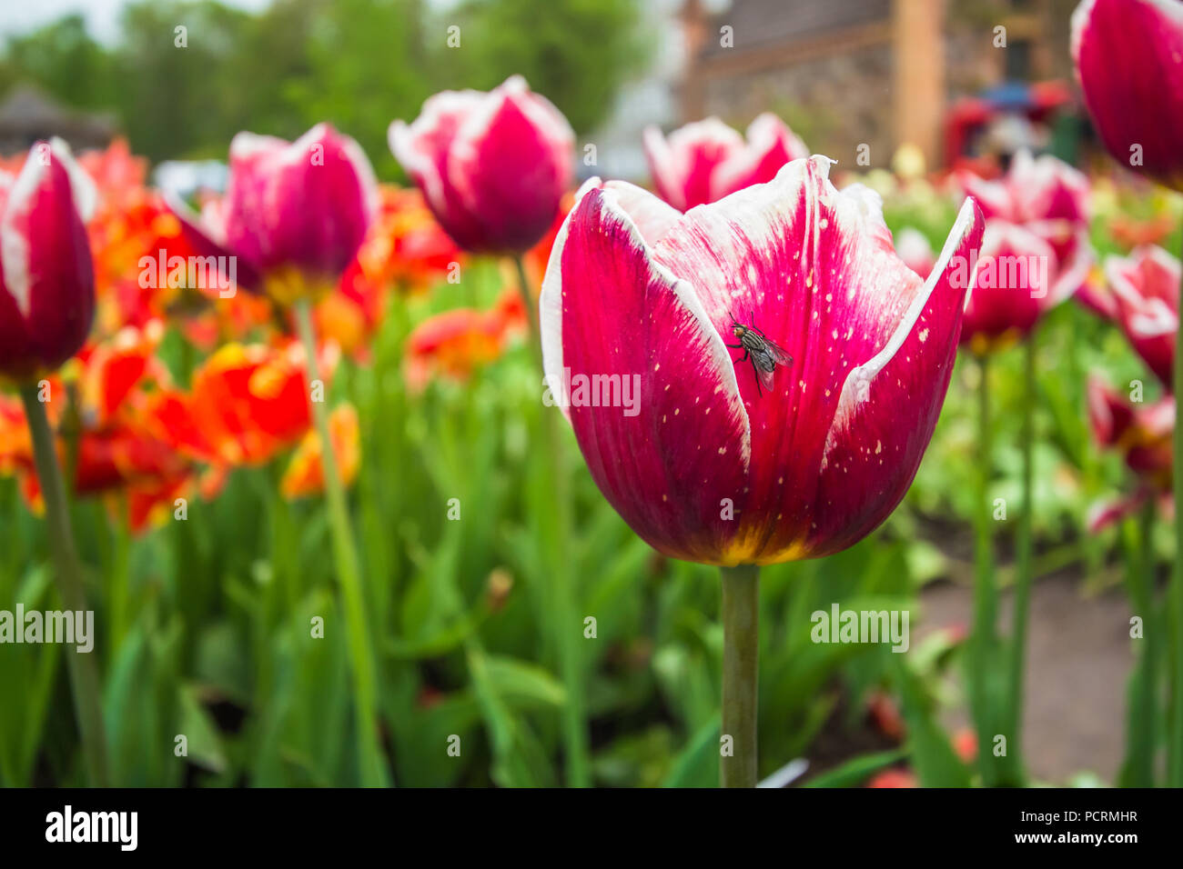 Tulip with insect Stock Photo - Alamy