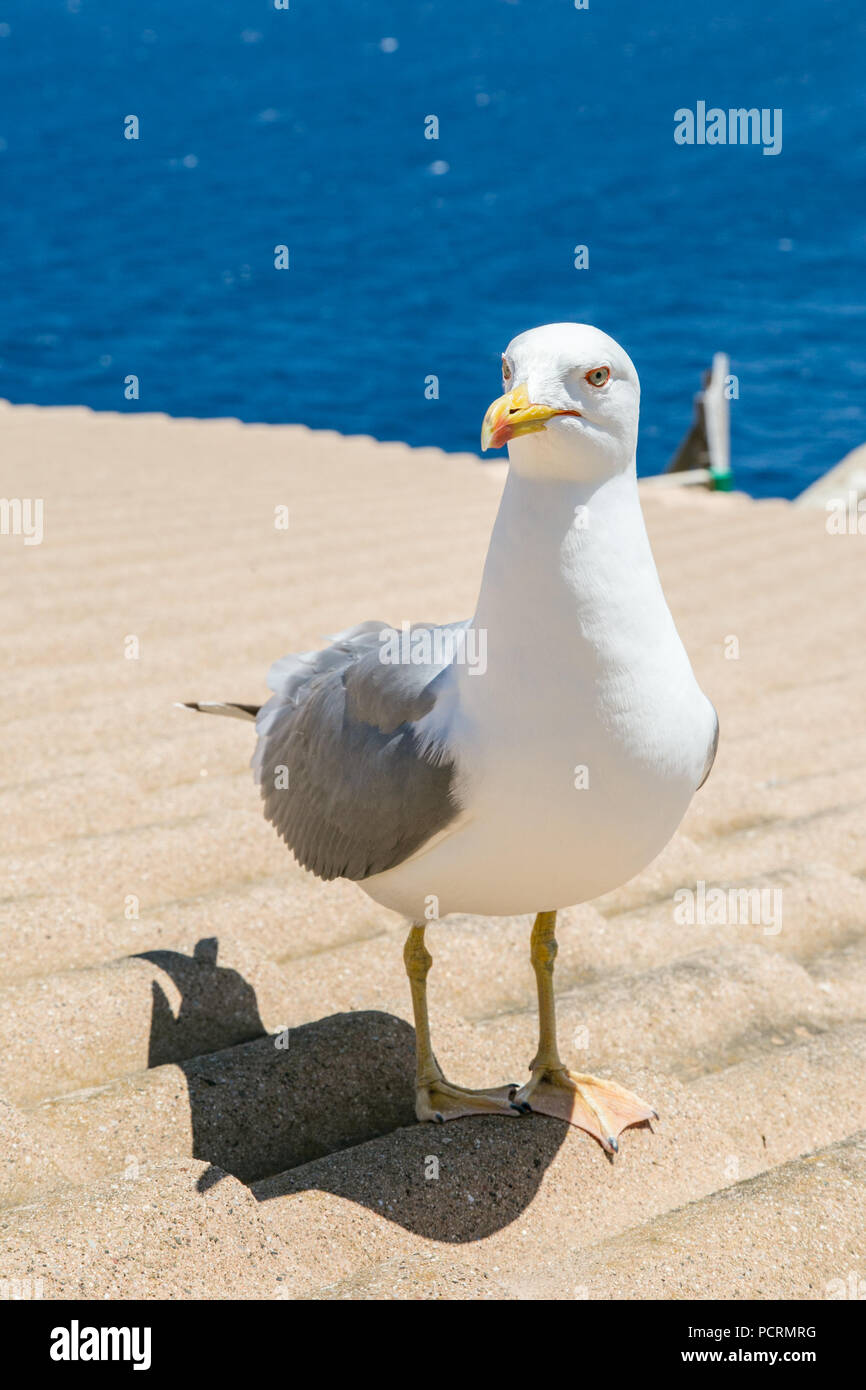 Seagull in the sun hi-res stock photography and images - Alamy