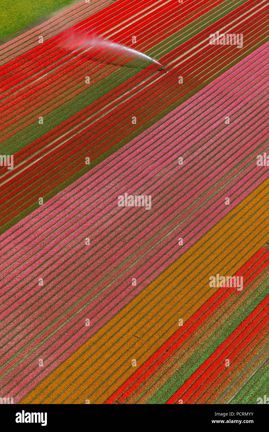 Field irrigation, water cannon, tulip fields, agriculture, colorful ...