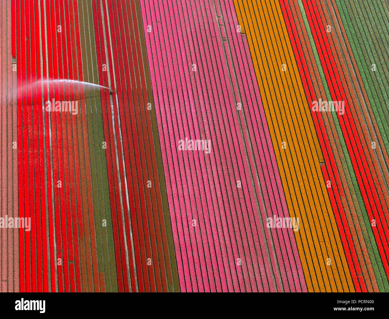 Field irrigation, water cannon, tulip fields, agriculture, colorful ...