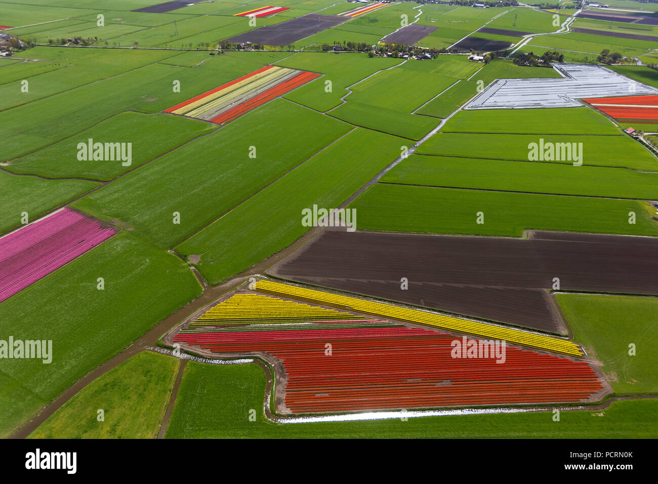Tulip fields, agriculture, colorful tulip fields, tulips (lat.Tulipa ...