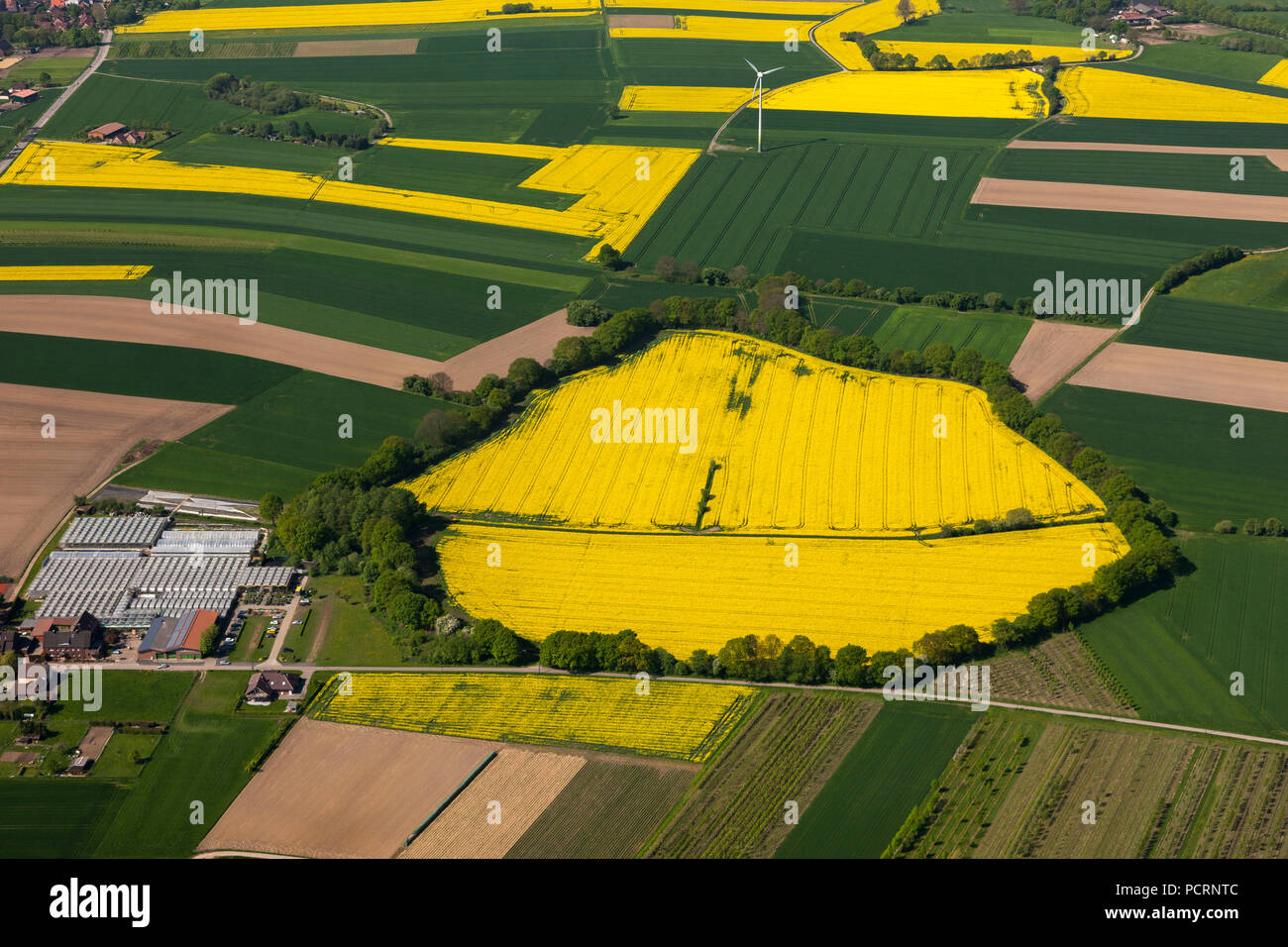 Aerial view, round rapeseed field, Suderwich, Essel, rape field ...