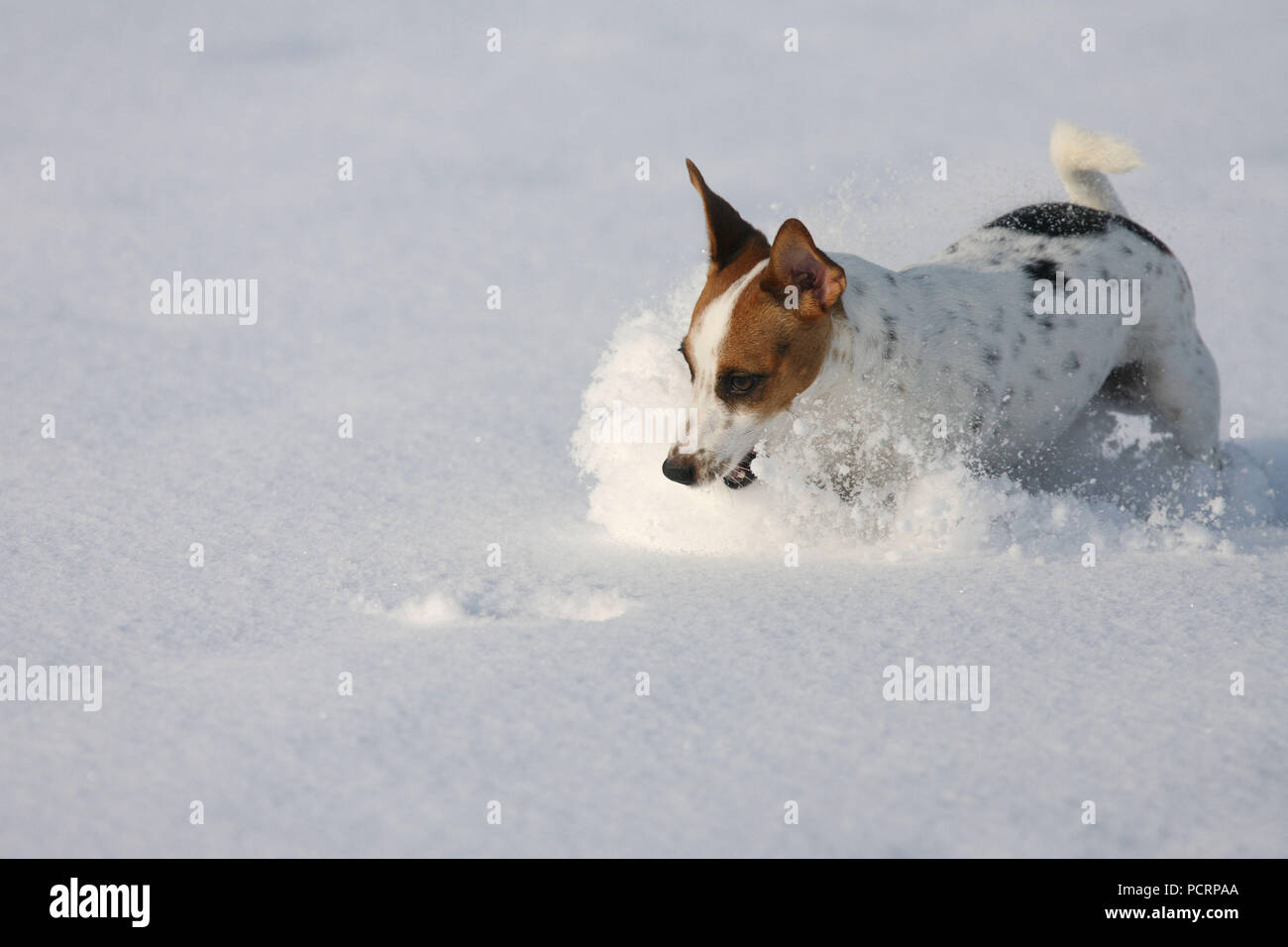 Jack russel winter hi-res stock photography and images - Alamy