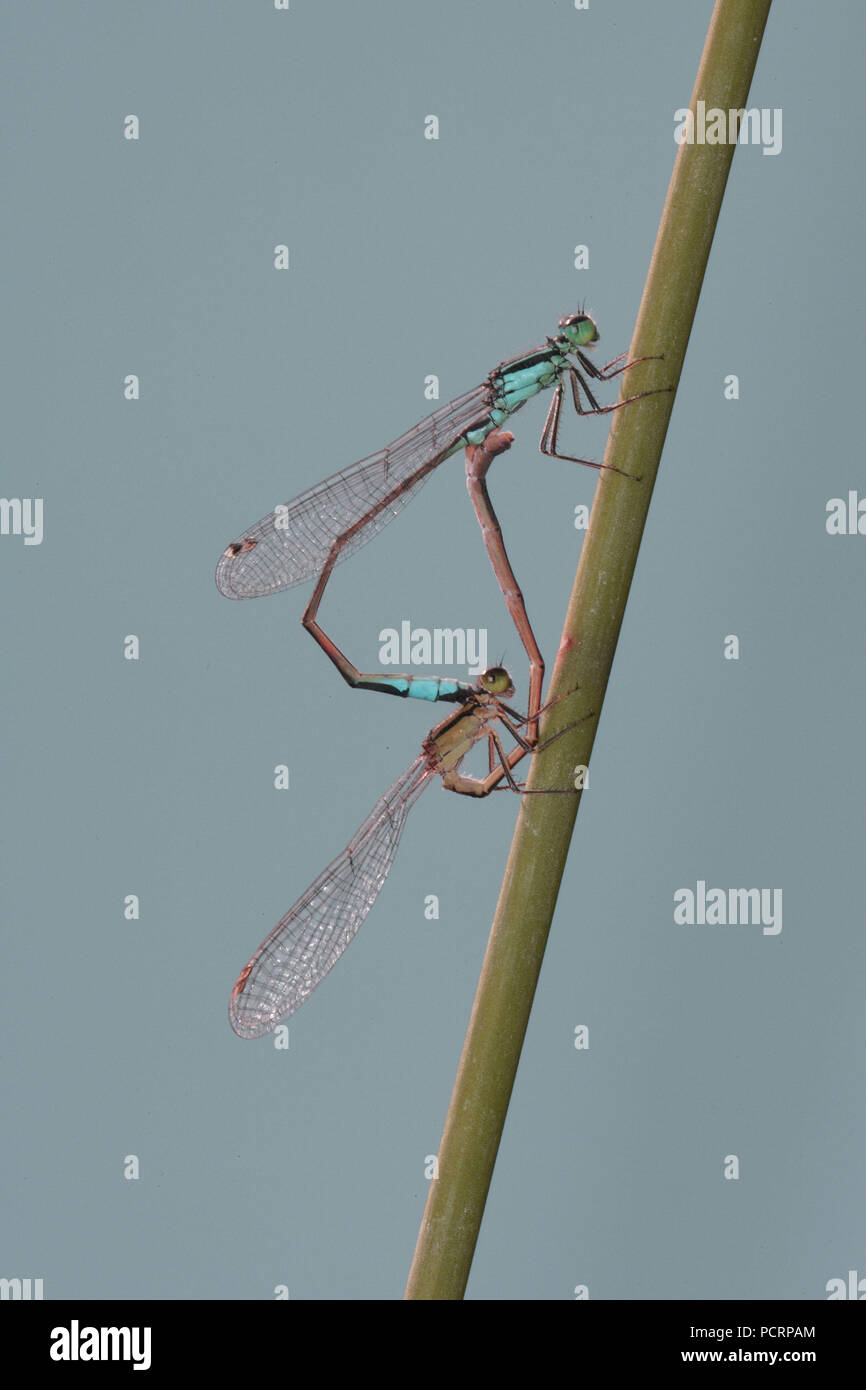 Two dragonflies mating hi-res stock photography and images - Alamy