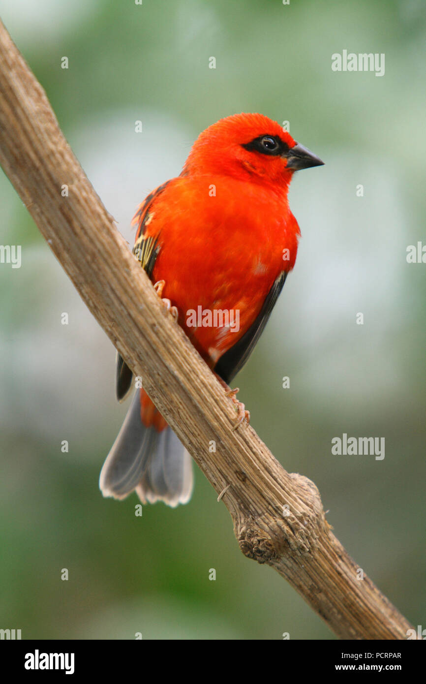 Madagascar weaver bird hi-res stock photography and images - Alamy