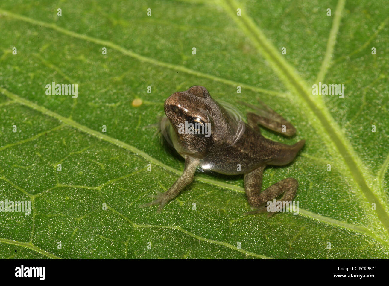 Young frog metamorphosis hi-res stock photography and images - Alamy