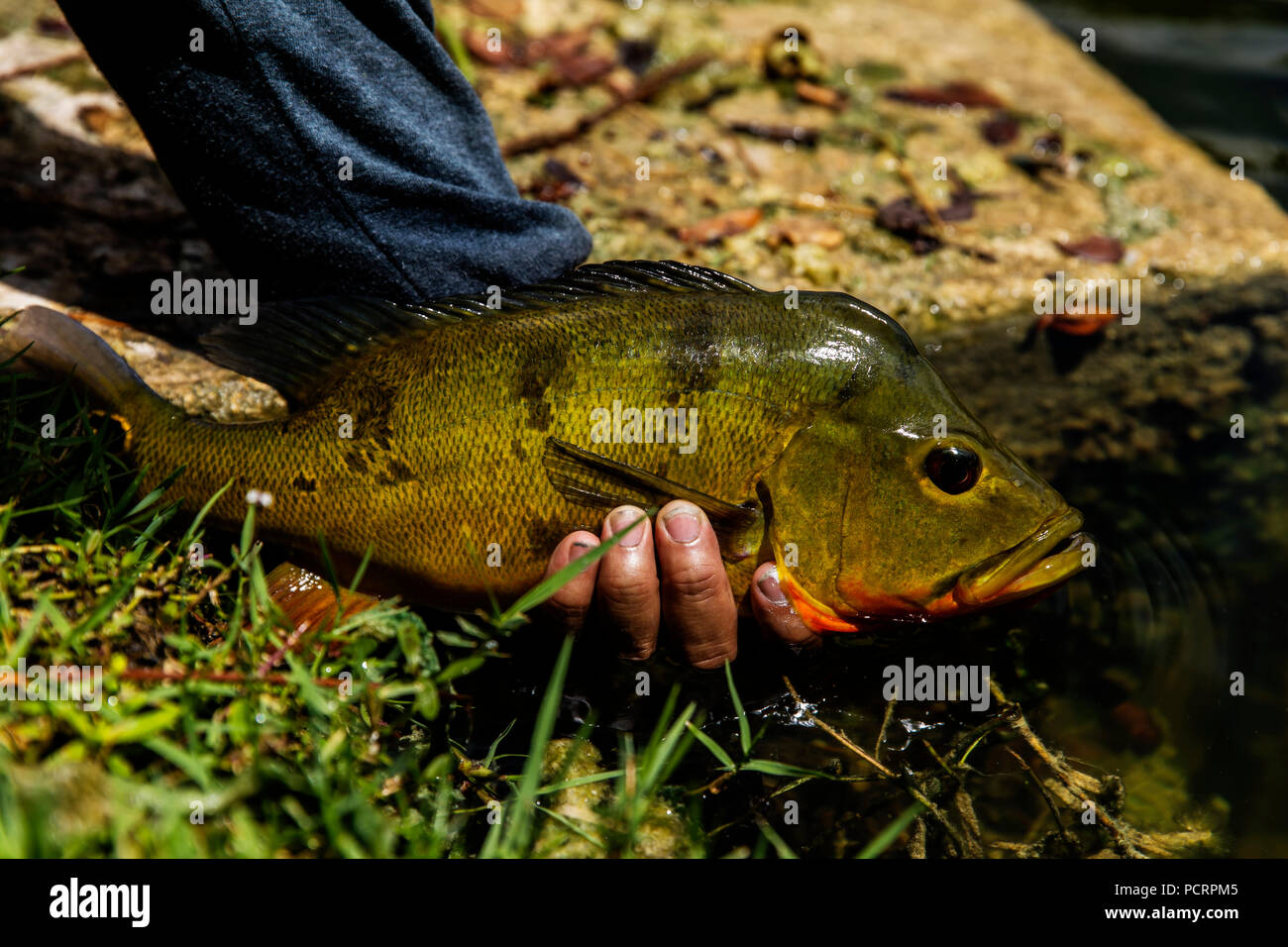 Exotic Peacock Bass Stock Photo - Alamy