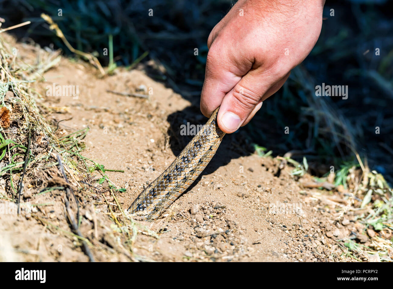 Steppe rat snake elaphe hi-res stock photography and images - Alamy