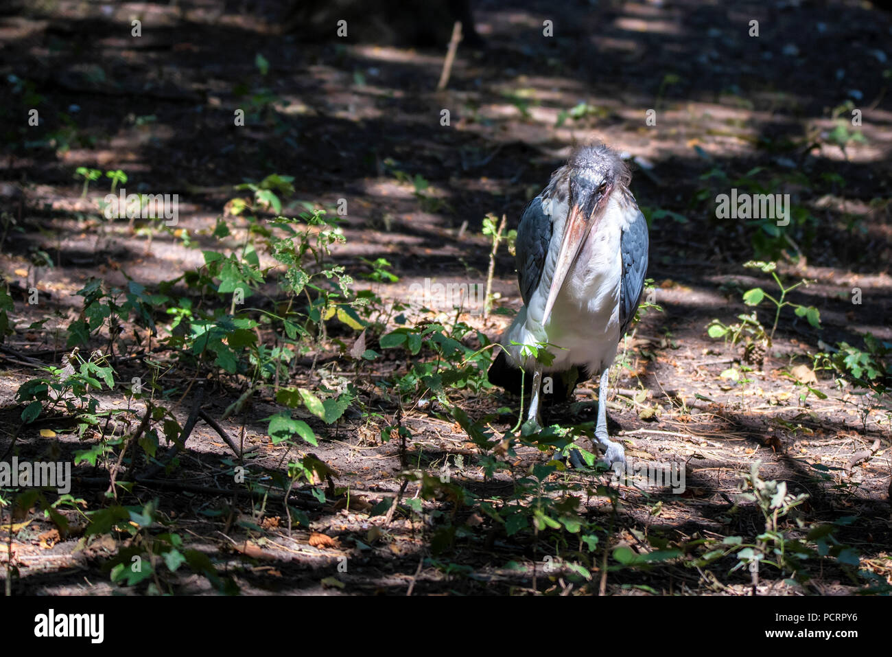 Large wading bird Marabou stork on ground Stock Photo - Alamy