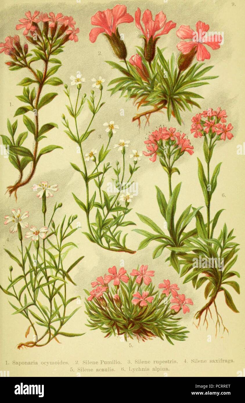 Alpen-Flora für Touristen und Pflanzenfreunde (Pl. 09 Stock Photo - Alamy