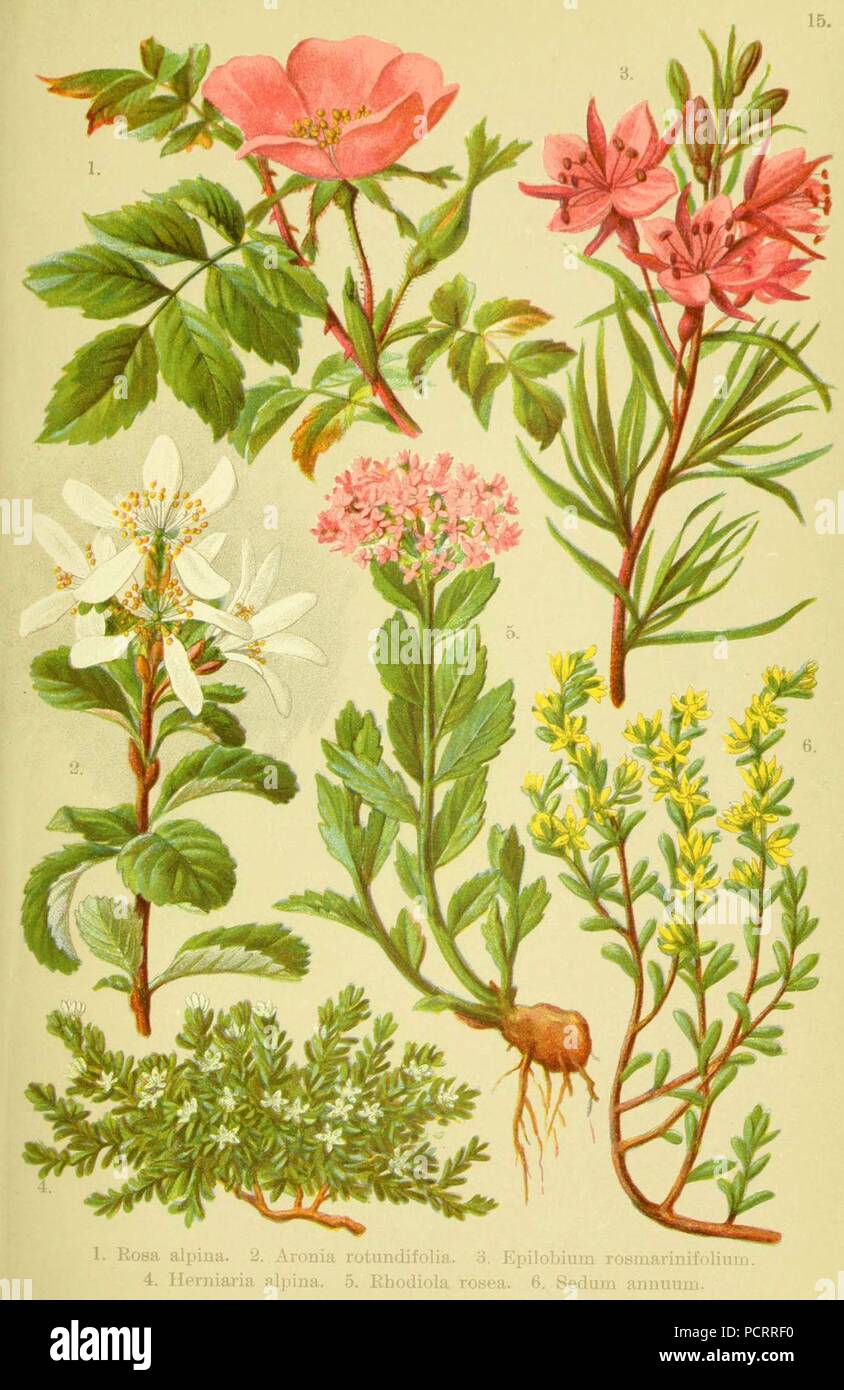 Alpen-Flora für Touristen und Pflanzenfreunde (Pl. 15 Stock Photo - Alamy
