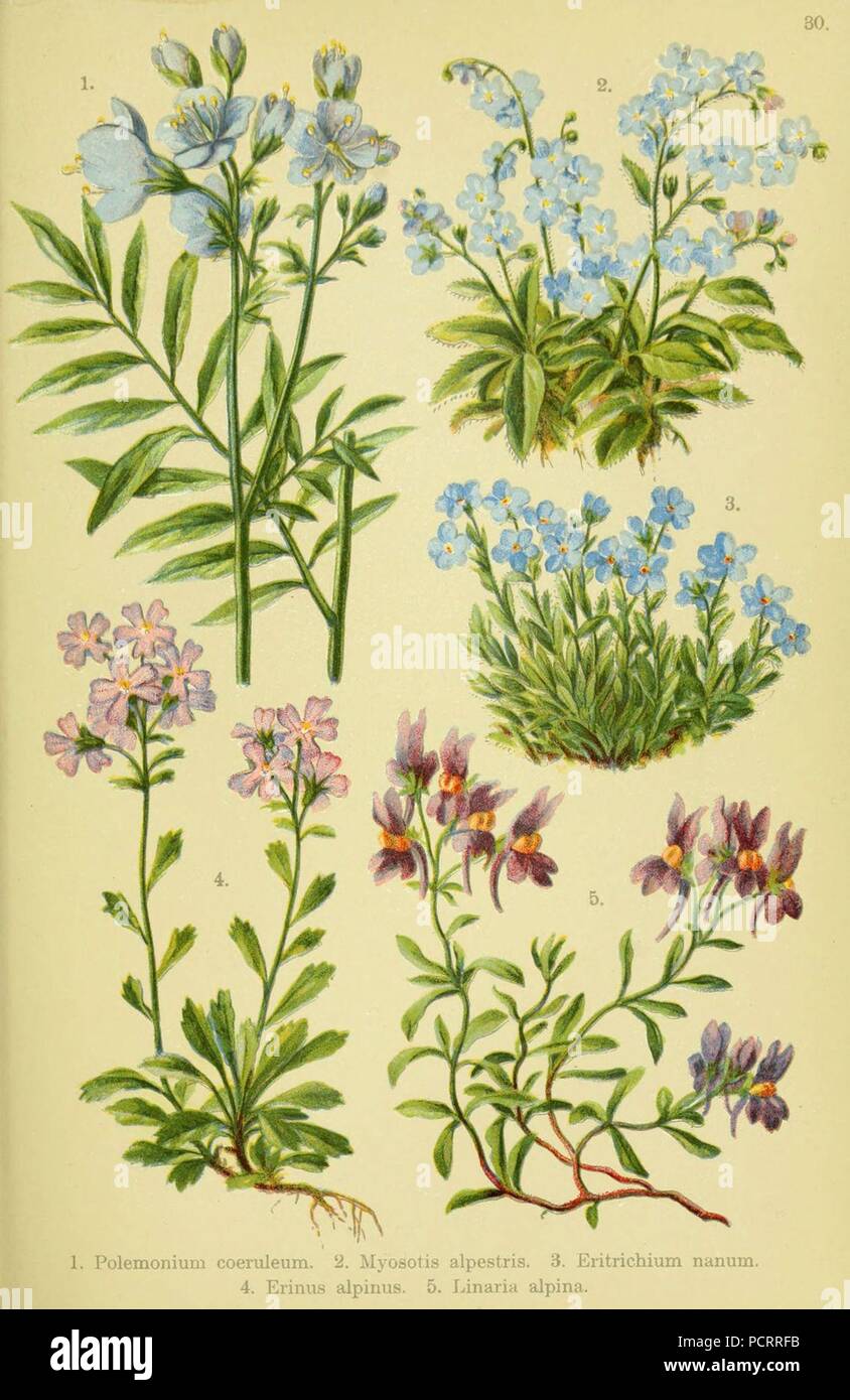 Alpen-Flora für Touristen und Pflanzenfreunde (Pl. 30 Stock Photo - Alamy