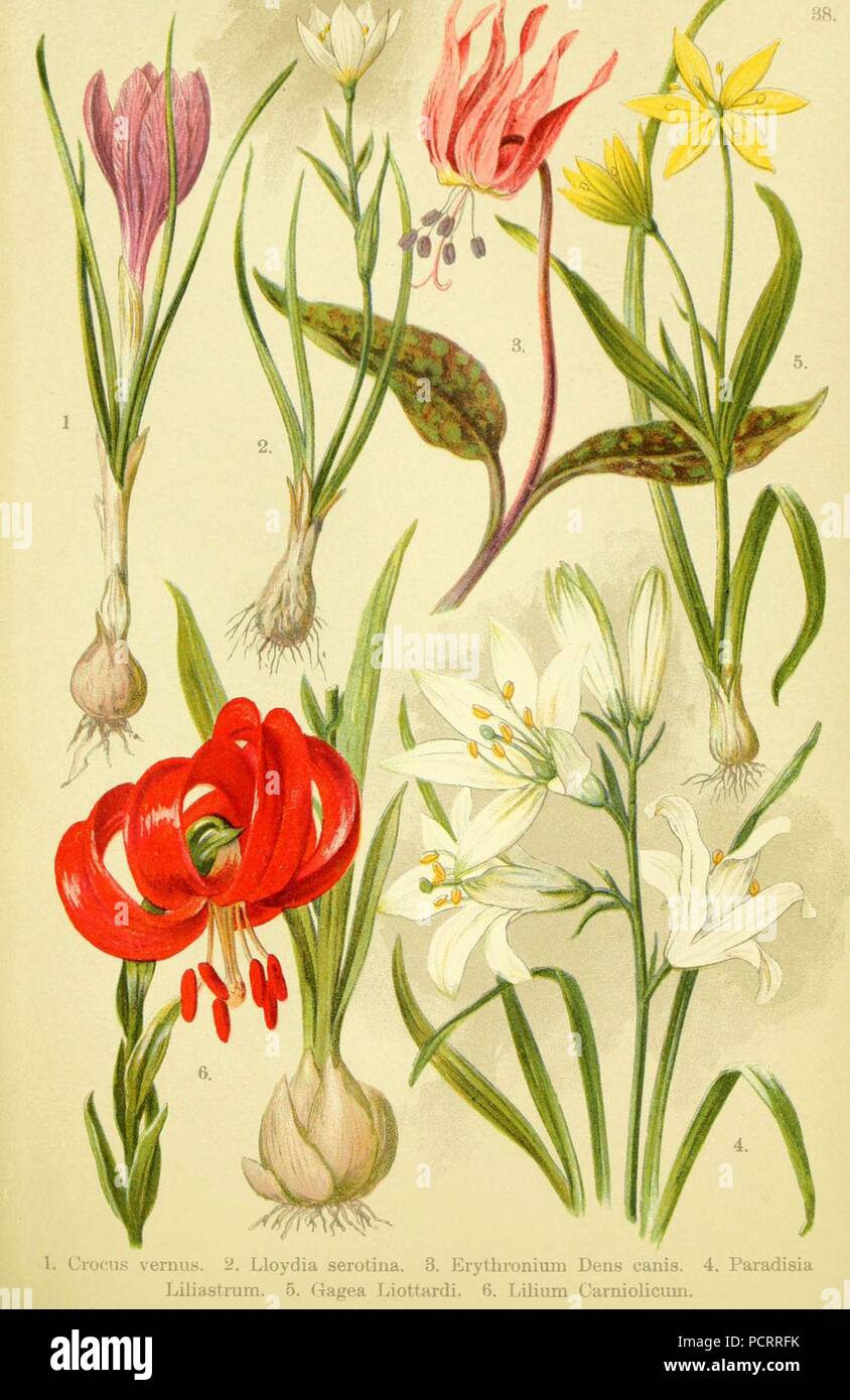 Alpen-Flora für Touristen und Pflanzenfreunde (Pl. 38 Stock Photo - Alamy