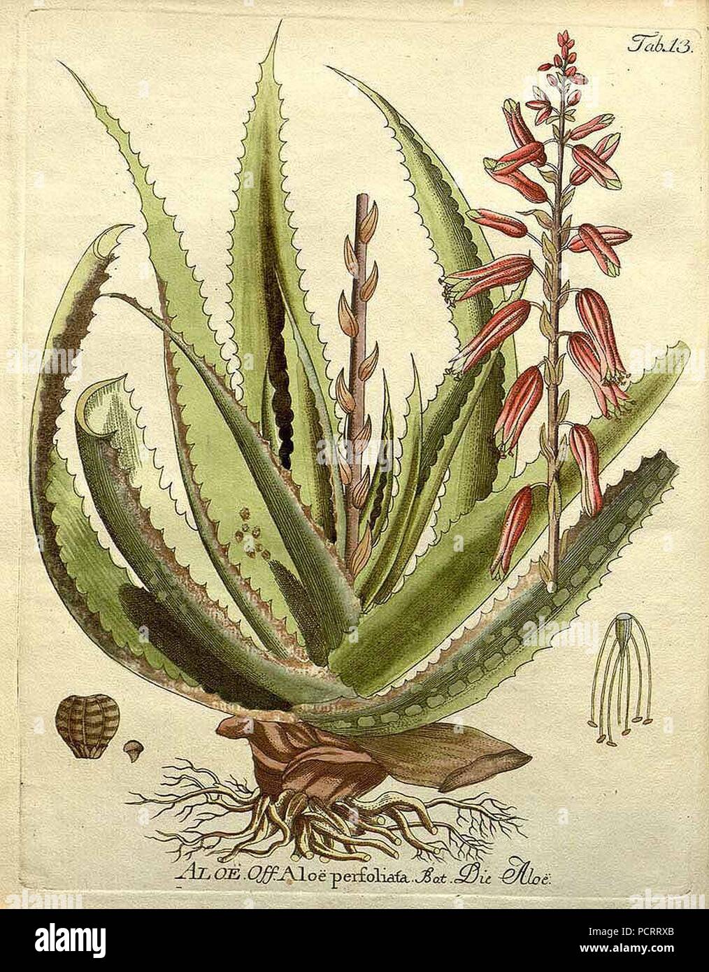 Aloe perfoliata 152201 Stock Photo - Alamy
