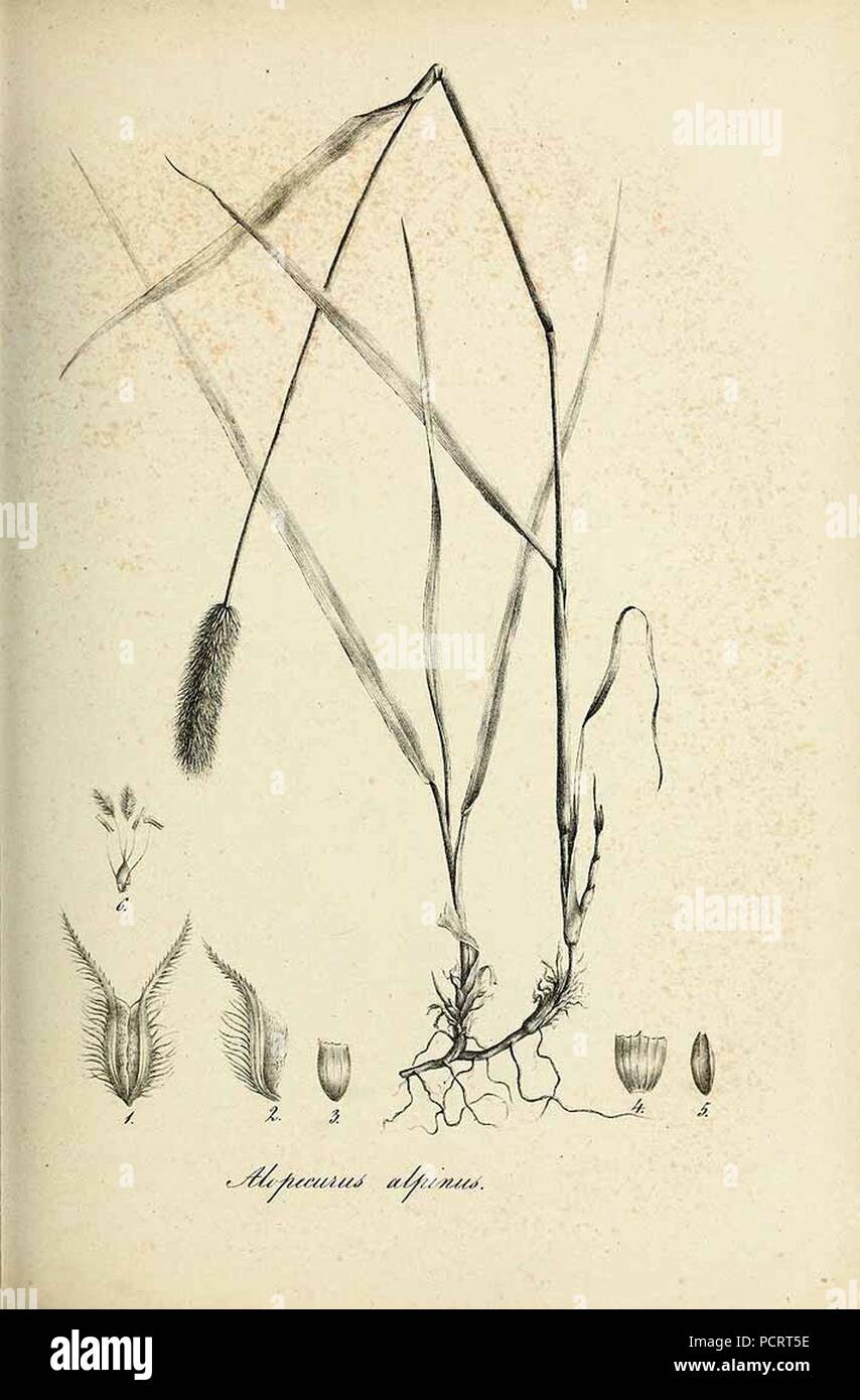 Alopecurus alpinus - Species graminum - Volume 3 Stock Photo - Alamy