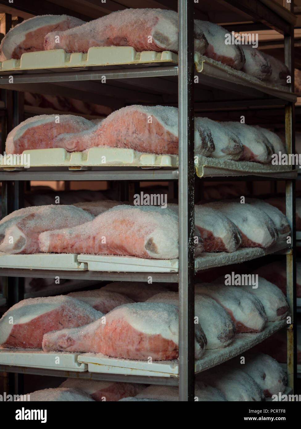 Thighs of ham during the salting process inside a refrigeration cell ...