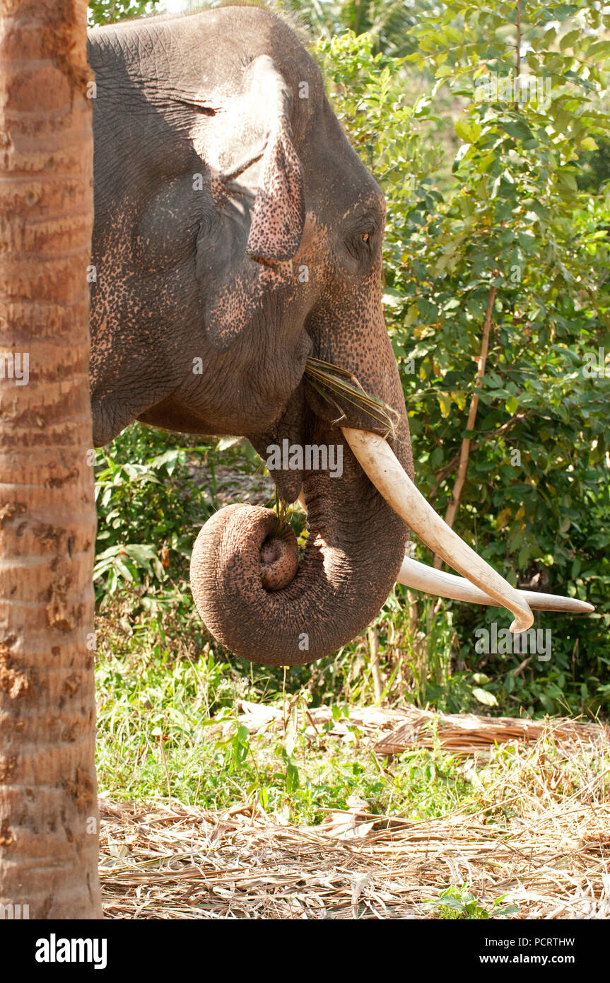 Asian Elephant - Male - eating - Elephas maximus Eléphant d'Asie - male ...