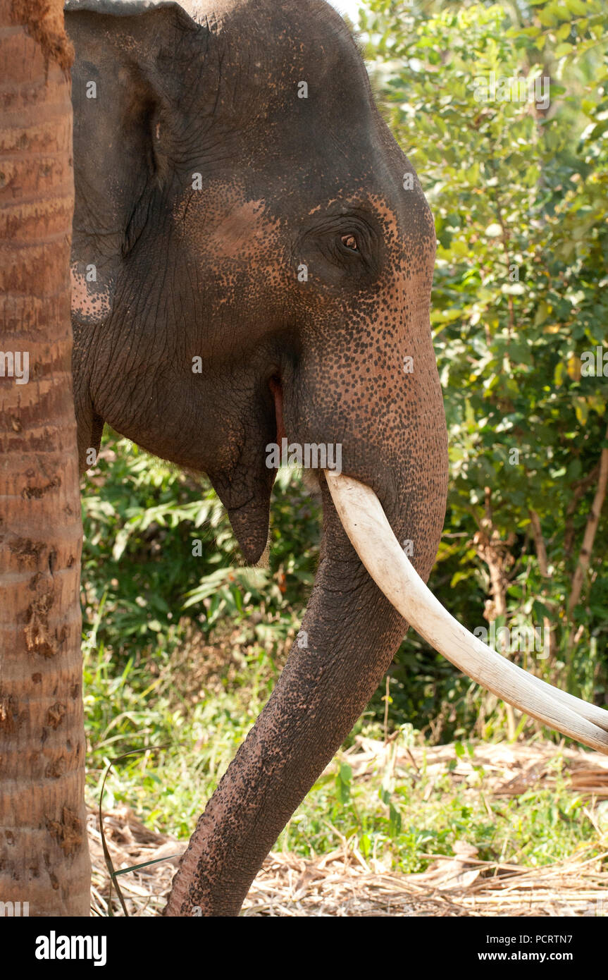 Asian Elephant - Male - Elephas maximus Eléphant d'Asie - male Stock ...