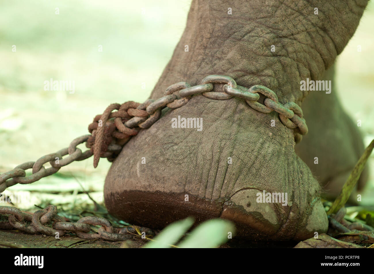 Asian Elephant - Chain - Thailand - (Elephas maximus) Eléphant d'Asie ...