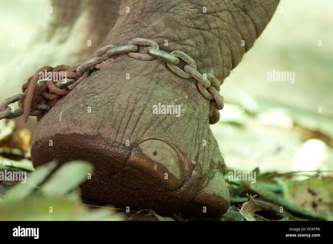 Asian Elephant - Chain - Thailand - (Elephas maximus) Eléphant d'Asie ...