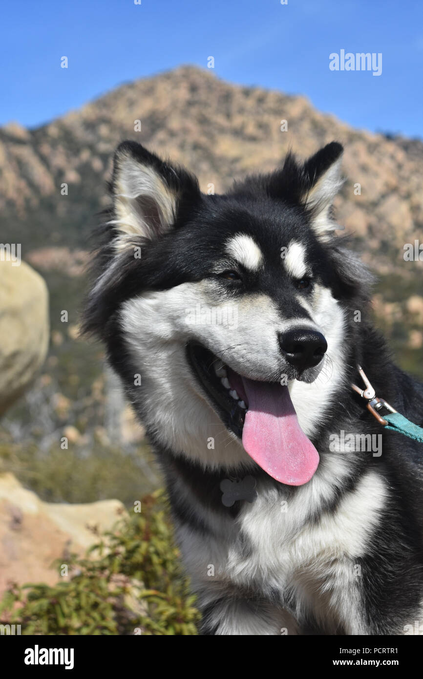 Cute husky puppy looking off into the distance Stock Photo - Alamy